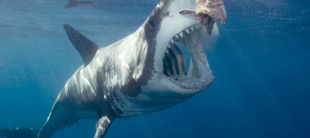 megatubarao – PixelNerd